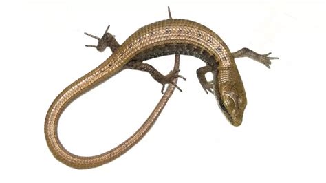 Dream Interpretation Lizard Seen In Dream Know Meaning As Per Swapna