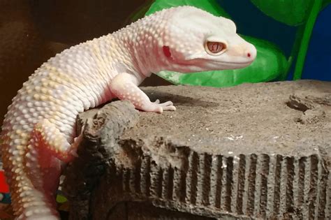 How To Make A Moist Hide For Leopard Geckos (Humid Hide)