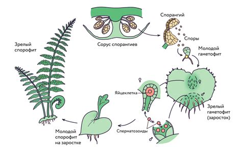 Строение папоротника щитовника красивые картинки и обои на рабочий стол