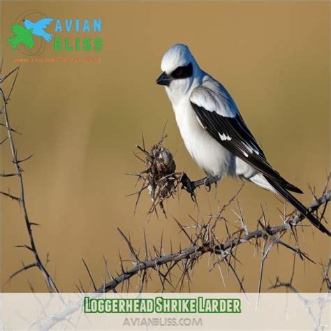 Loggerhead Shrikes Predators Habitat And Their Brutal Prey Impalement