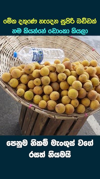 තරුණ බව රැක දෙන ඩොංගා ගහෙන් කැඩූ ගමන් 😍 Donga Fruit Youtube
