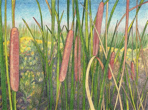 Cattail Drawing