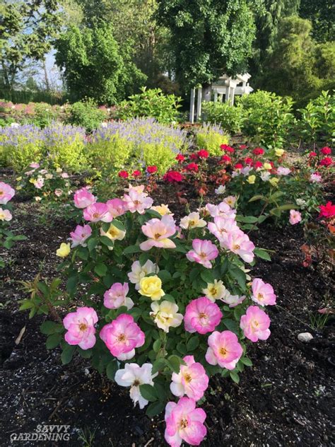 Dwarf Flowering Shrubs For Small Gardens And Landscapes