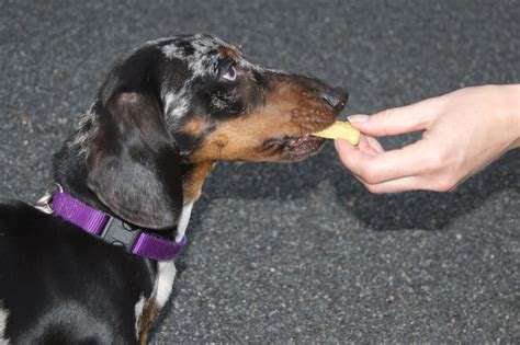 How To Teach Your Old Dog New Tricks The Dog People By