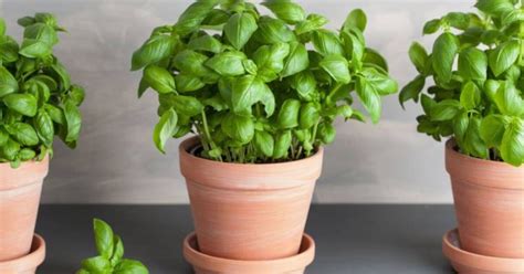 Tutti I Trucchi Degli Esperti Per Prendersi Cura Del Basilico In Vaso Ecco Cosa Devi Fare