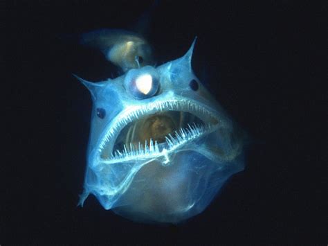 Bottom Of The Ocean Floor Creatures