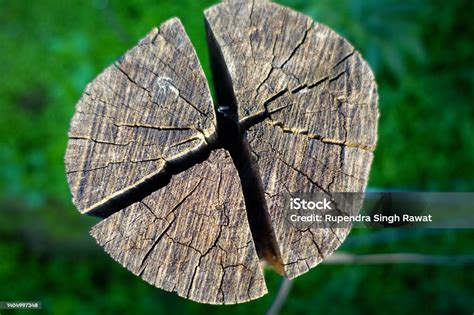 나무의 눈에 보이는 균열과 질감이있는 원형 나무 블록의 꼭대기의 클로즈업 샷 인도 0명에 대한 스톡 사진 및 기타 이미지 0명 가구 건축물 Istock