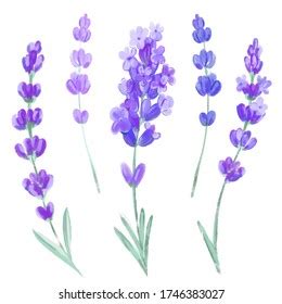 Set Lavender Flowers Elements Collection Lavender Stock Vector Royalty