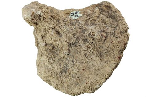 2 7 Jurassic Fossil Sponge Tremadictyon Germany 219295 For Sale