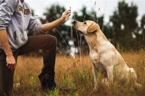 Como Educar A Tu Perro Lo Basico