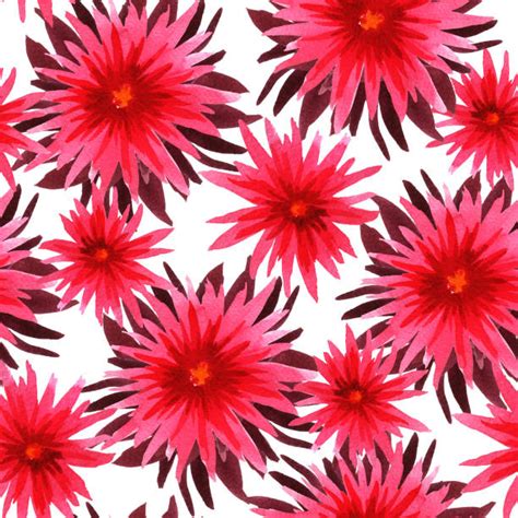 Cleome Background Illustrations Royalty Free Vector Graphics And Clip
