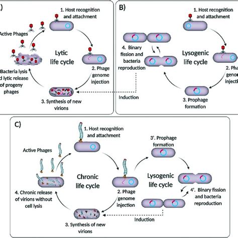 Different Phage Replication Cycles A The Lytic Cycle Starts By 1