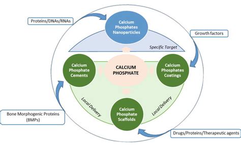 Calcium Phosphate Cements In Tissue Engineering Intechopen