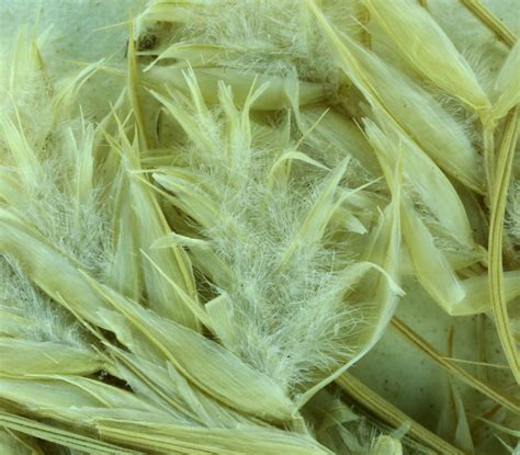 Desert Fluff Grass Photos Page 1