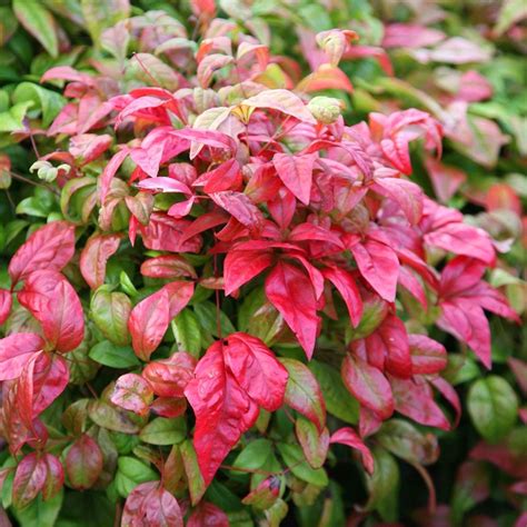 Dwarf Nandina Firepower Shoal Creek Nursery Llc Austin Tx