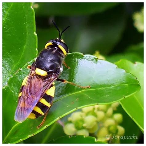 Mimicing A Fat And Flattened Wasp By Jorapache On Deviantart