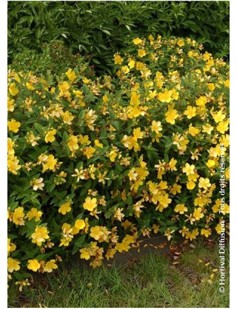 HYPERICUM Hidcoteense HIDCOTE Millepertuis Arbustif