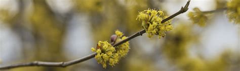 Cornus Mass Drevesnica Štivan