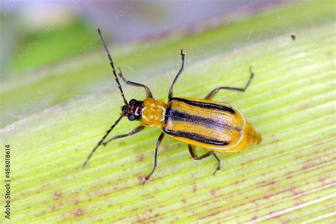 The Western Corn Rootworm Diabrotica Virera Virera Is One Of The