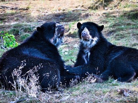 Spectacled Bear The Biggest Predator In South America 4k Wallpaper
