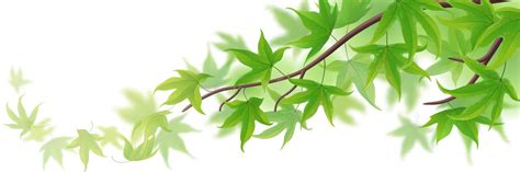 与绿色槭树叶子的叶状体 向量例证 插画 包括有 新鲜 田园诗 森林 叶状体 增长 环境 空白 65671307