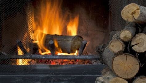 15 Best Trees For Firewood Good Burn Rate And High Heat