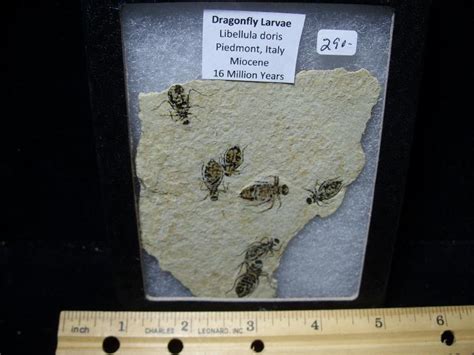 Fossilized Insects 021319h The Stones And Bones Collection