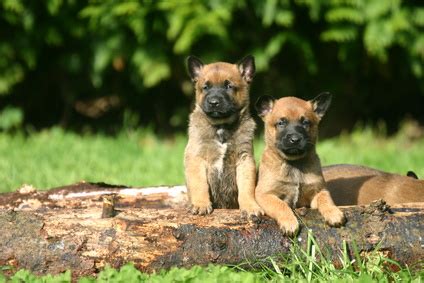 Expo Vente De Chiots Chiot A Vendre Chiots Disponibles A La Vente Eleveur De Chien En