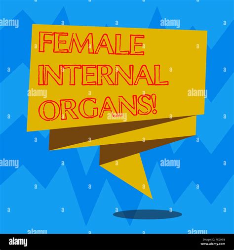 Text Sign Showing Female Internal Organs Conceptual Photo The Internal