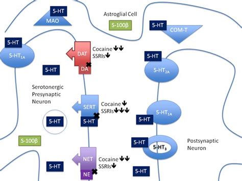 Serotonergic Synapse This Diagram Shows A Serotonergic Presynaptic