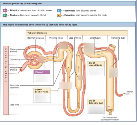 Nephron Volumes And Osmolarities Diagram Quizlet
