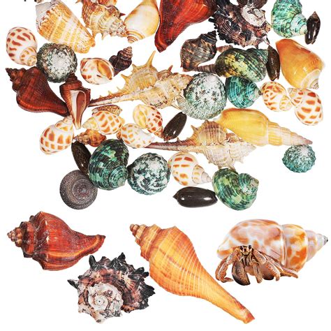 1 Set Hermit Crab Shells Sea Shells Small Hermit Crab Shells Seashells