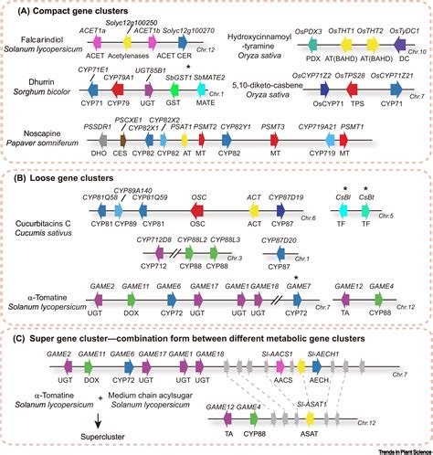 Plant Metabolic Gene Clusters In The Multi Omics Era Trends In Plant