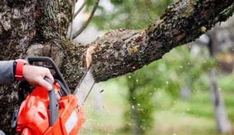 How To Cut Tree Limbs With Chainsaw