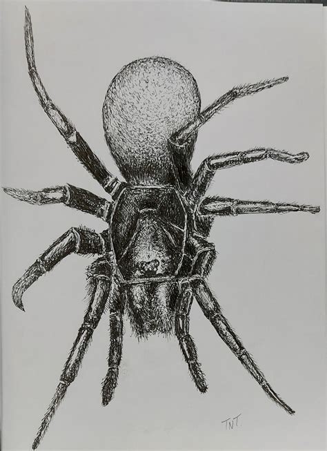 Realistic Spider Drawing