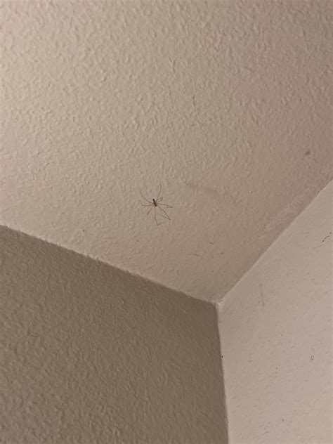 What Bug Is This Wrong Answers Encouraged Rwhatbugisthis