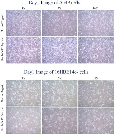 Stablecell™ Trypsin Solutions