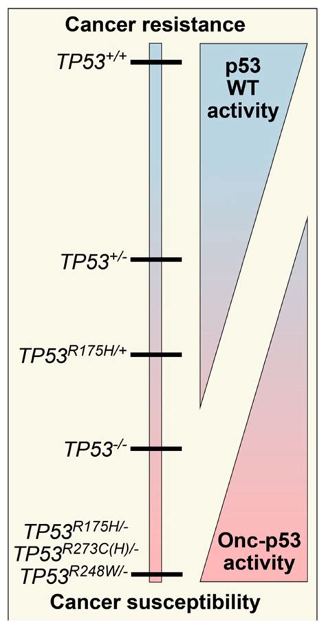 Ijms Free Full Text The Consequence Of Oncomorphic Tp53 Mutations