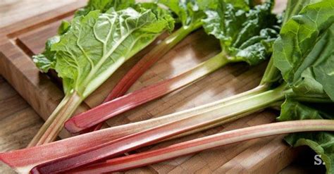 Rabarbara Zelenjava Ki Jo Jemo Kot Sadje