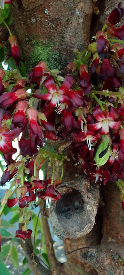 Flowers That Stick And Come Out Of Tree Trunks With Unique Colors And