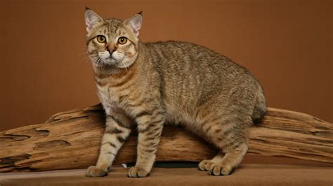🐱Породы кошек с коротким хвостом ТОП 8 с названиями описанием и фото