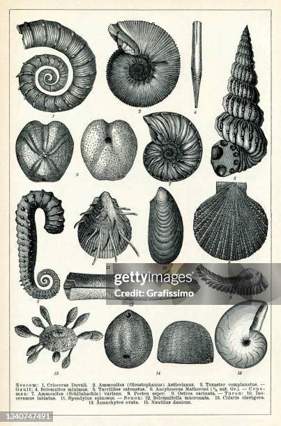 Cretaceous Geology Photos And Premium High Res Pictures Getty Images