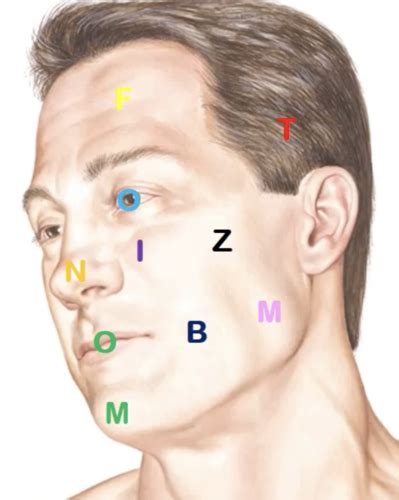 Face And Scalp Pre Session Flashcards Quizlet