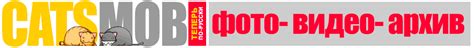 Catsmob Фото
