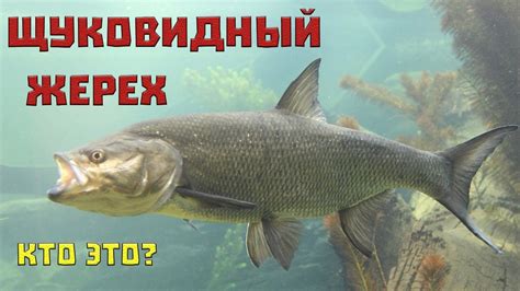 ЩУКОВИДНЫЙ ЖЕРЕХ ЧТО ЗА РЫБА? - YouTube