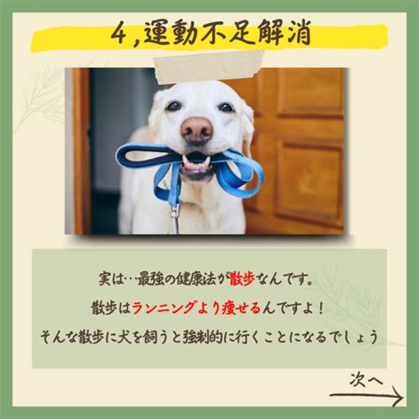 【犬を飼っている人必見！】犬を飼うと幸せになる理由5選 🐾 宮古島の出張ドッグサロンてぃーつりー