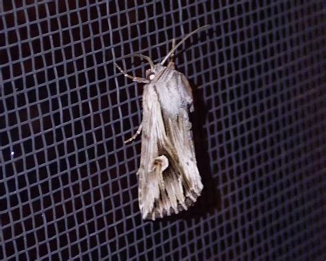Maryland Biodiversity Project Record Id 1076429