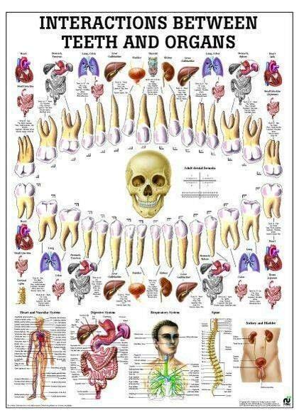 Lymphatic Drainage Laminated Anatomy Chart Artofit