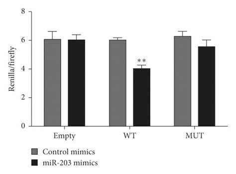 Slug Is A Direct Target Of Mir 203 In Huvecs A Schema Of Mir 203