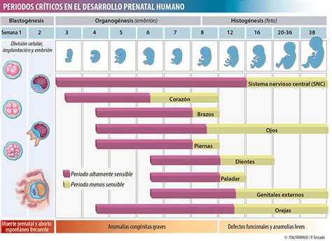 PsicologÍa De La Infancia Abp PerÍodos CrÍticos Y Periodo De La GestaciÓn